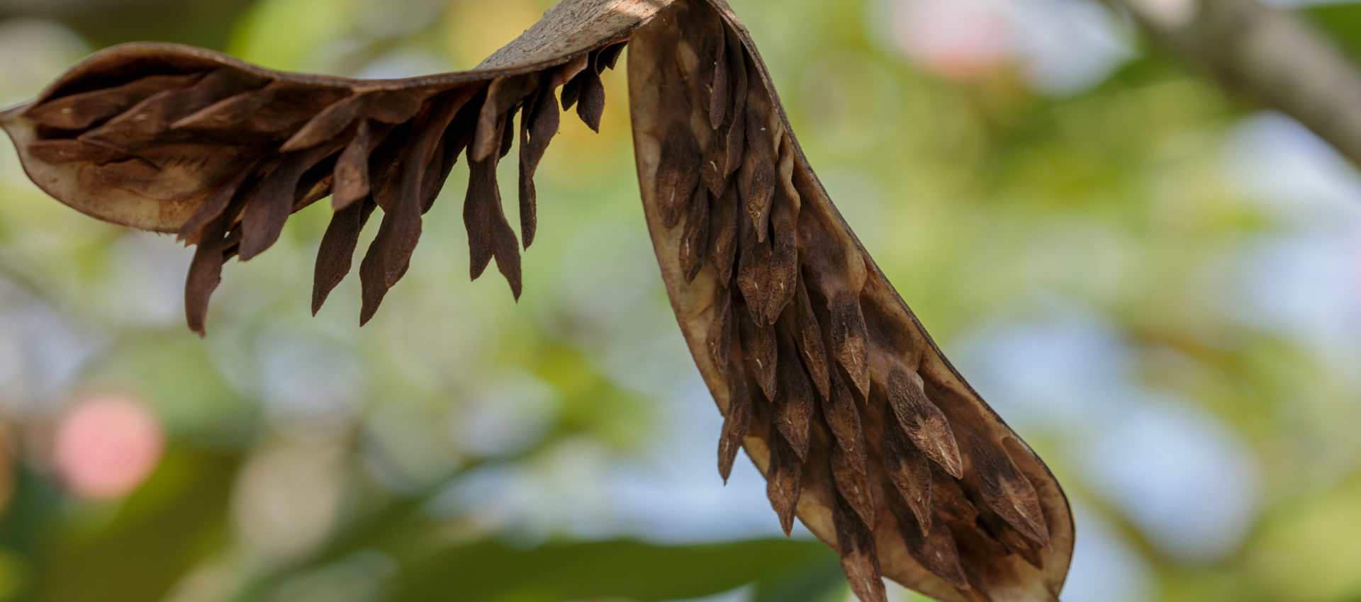 About Seed Pods – Growing Plumeria from Seeds